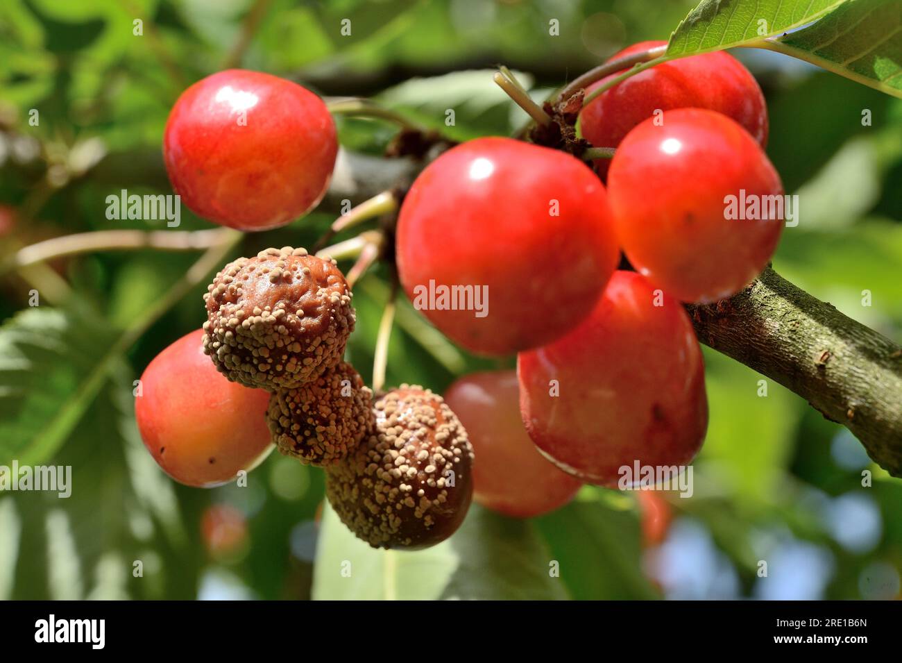 Agricultural disasters: cherry crops ruined by rain. Moldy rotten ...