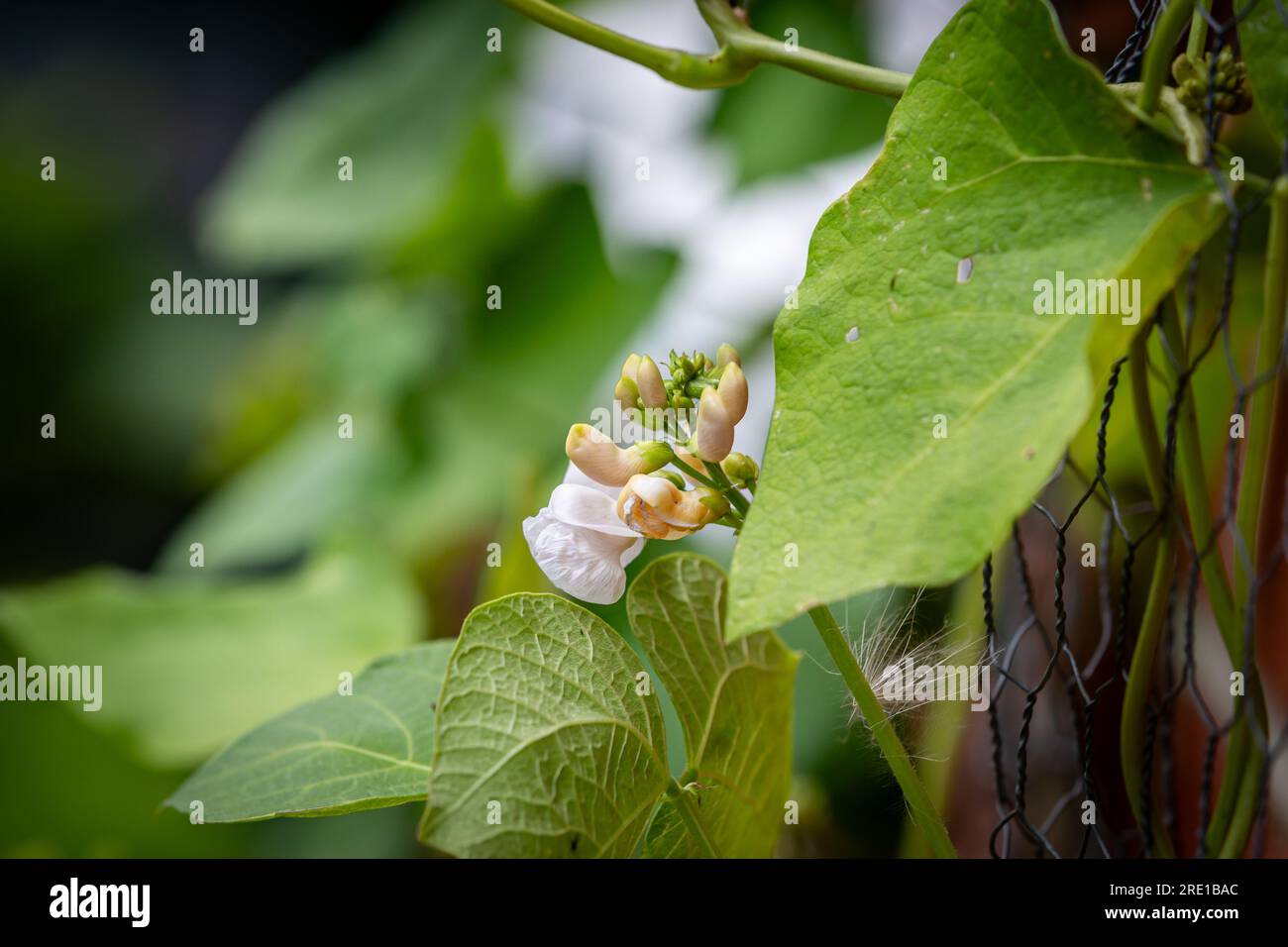White runner bean flower hi-res stock photography and images - Alamy
