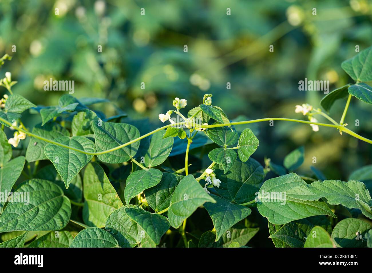 Field beans in flower hi-res stock photography and images - Alamy