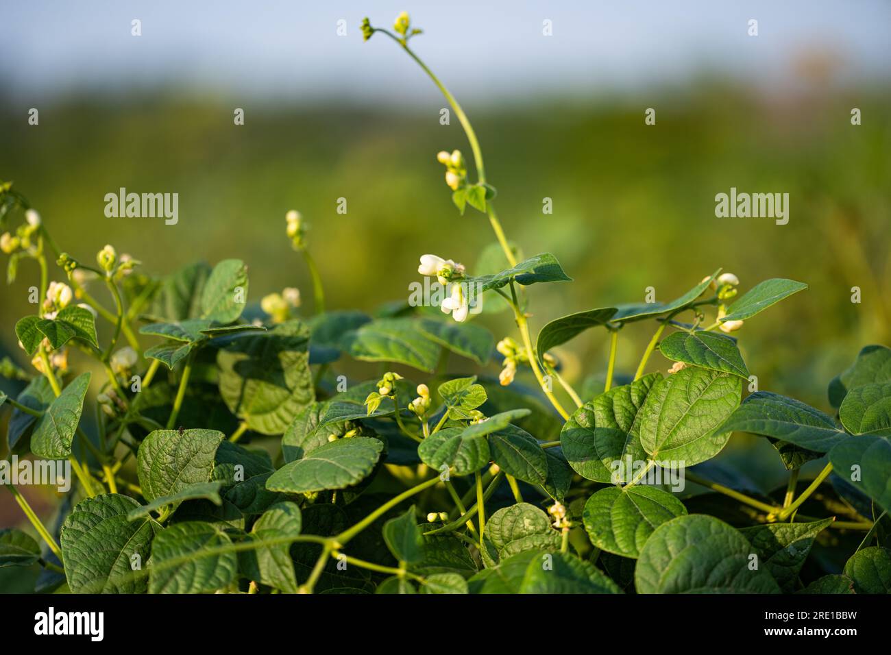 Field beans in flower hi-res stock photography and images - Alamy