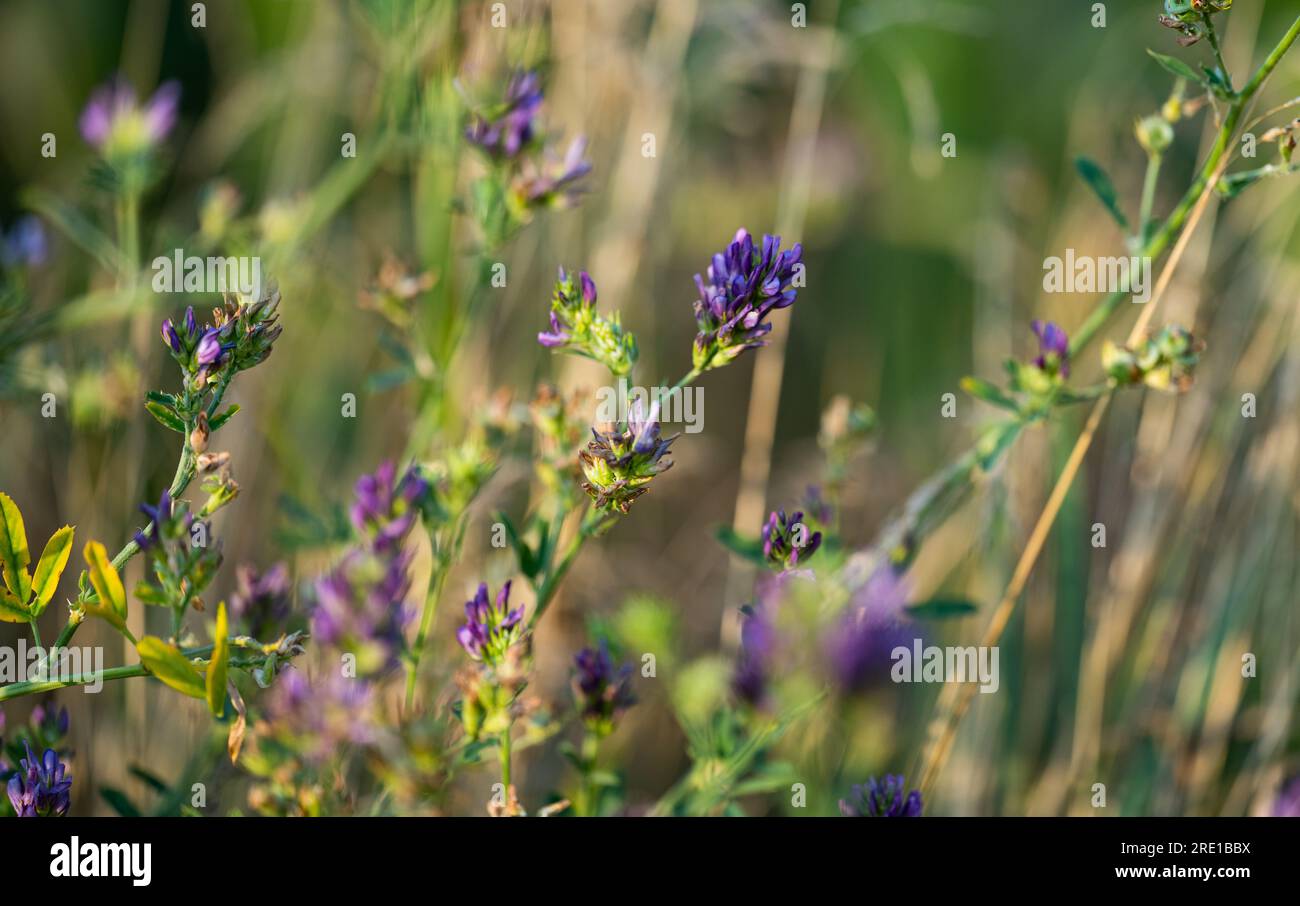 Alfalfa cultivation hi-res stock photography and images - Alamy