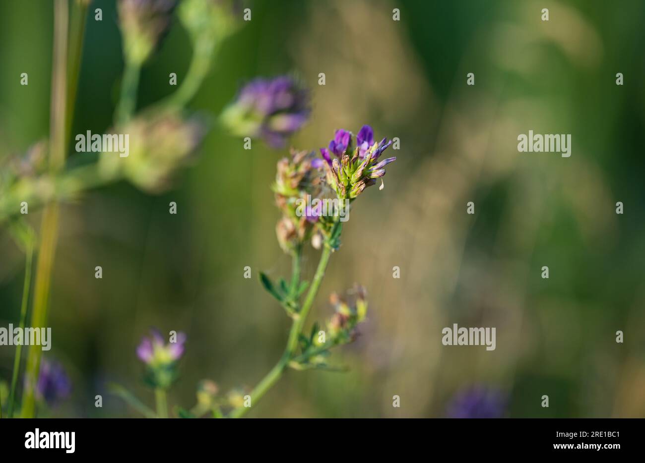 Alfalfa cultivation hi-res stock photography and images - Alamy