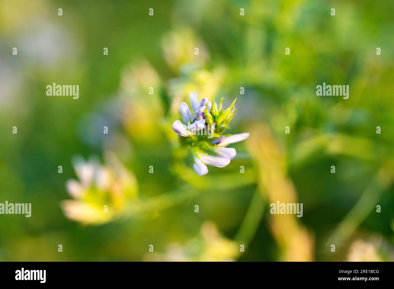 Alfalfa plant stem hi-res stock photography and images - Alamy