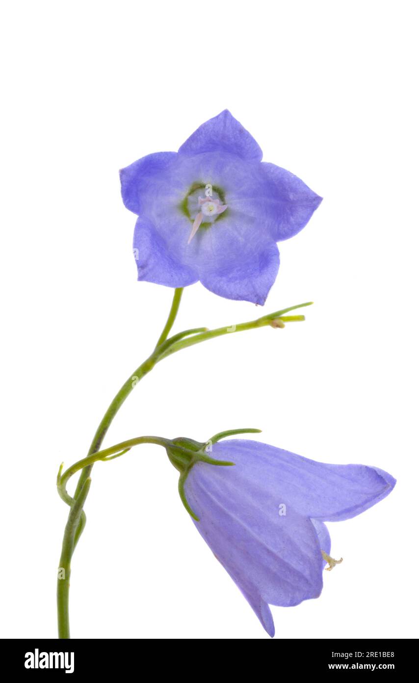 blue bells isolated on white background Stock Photo - Alamy