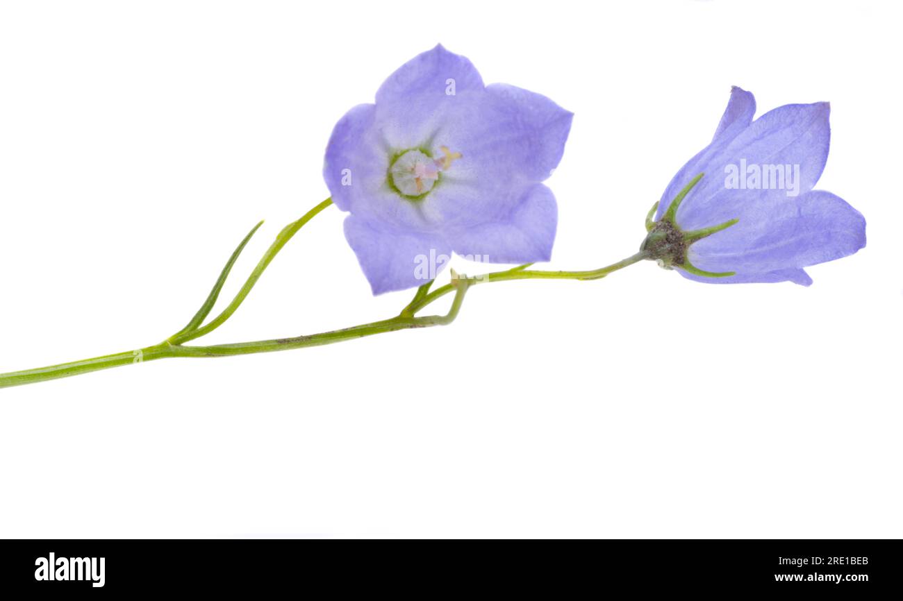 blue bells isolated on white background Stock Photo - Alamy