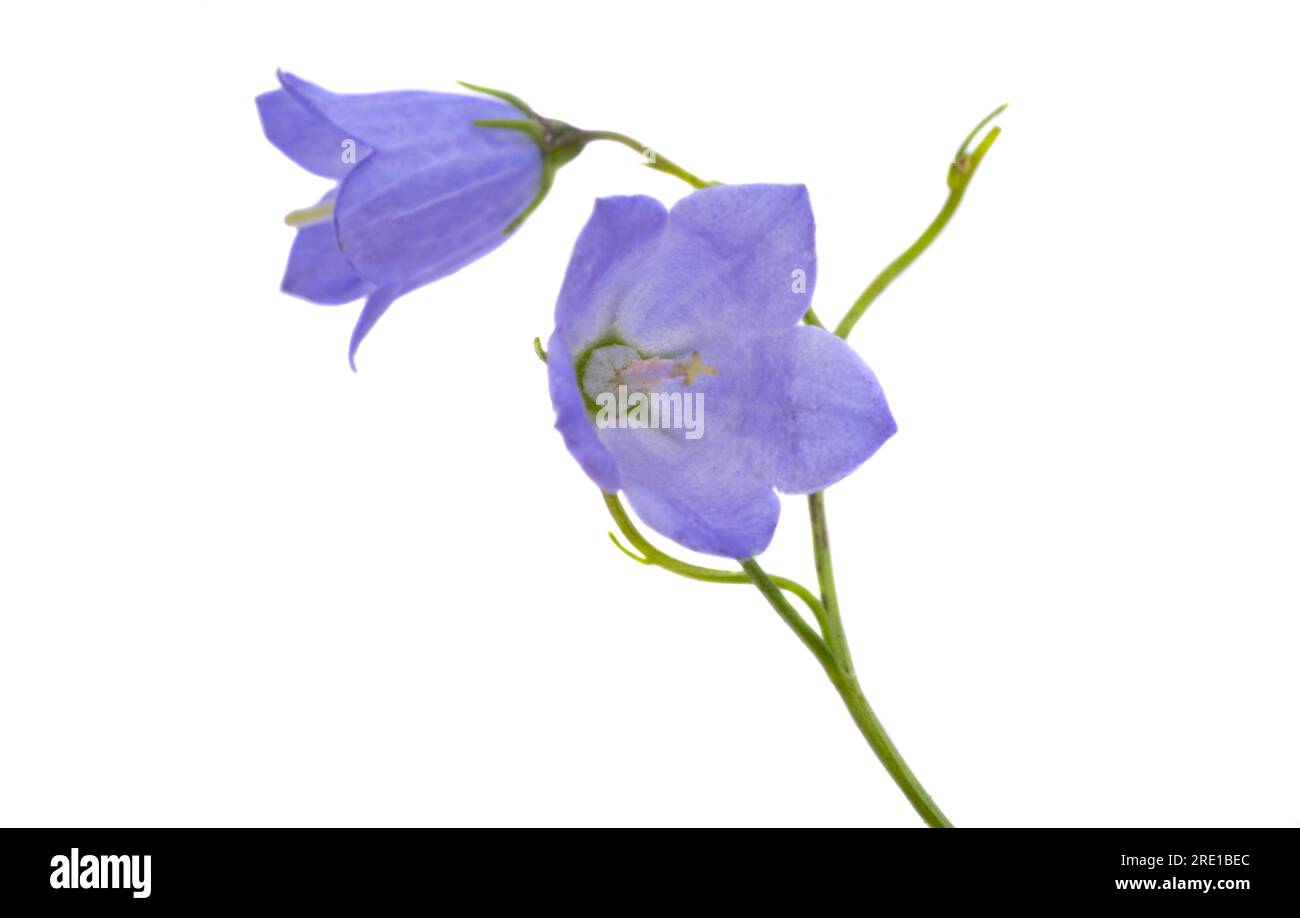 blue bells isolated on white background Stock Photo - Alamy