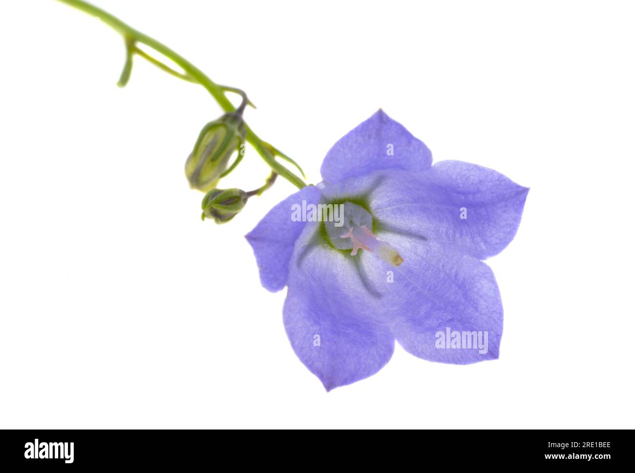 blue bells isolated on white background Stock Photo - Alamy