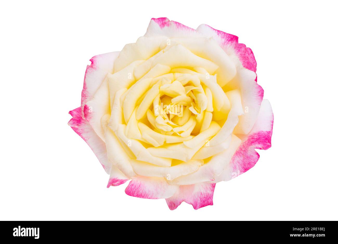 rose isolated on white background Stock Photo - Alamy