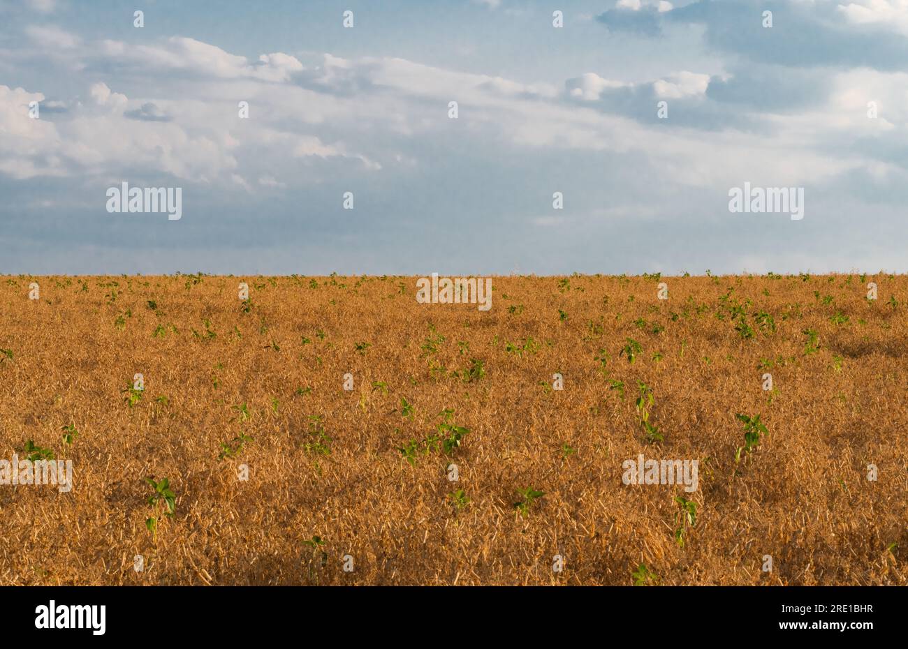 Dry pea field hi-res stock photography and images - Alamy