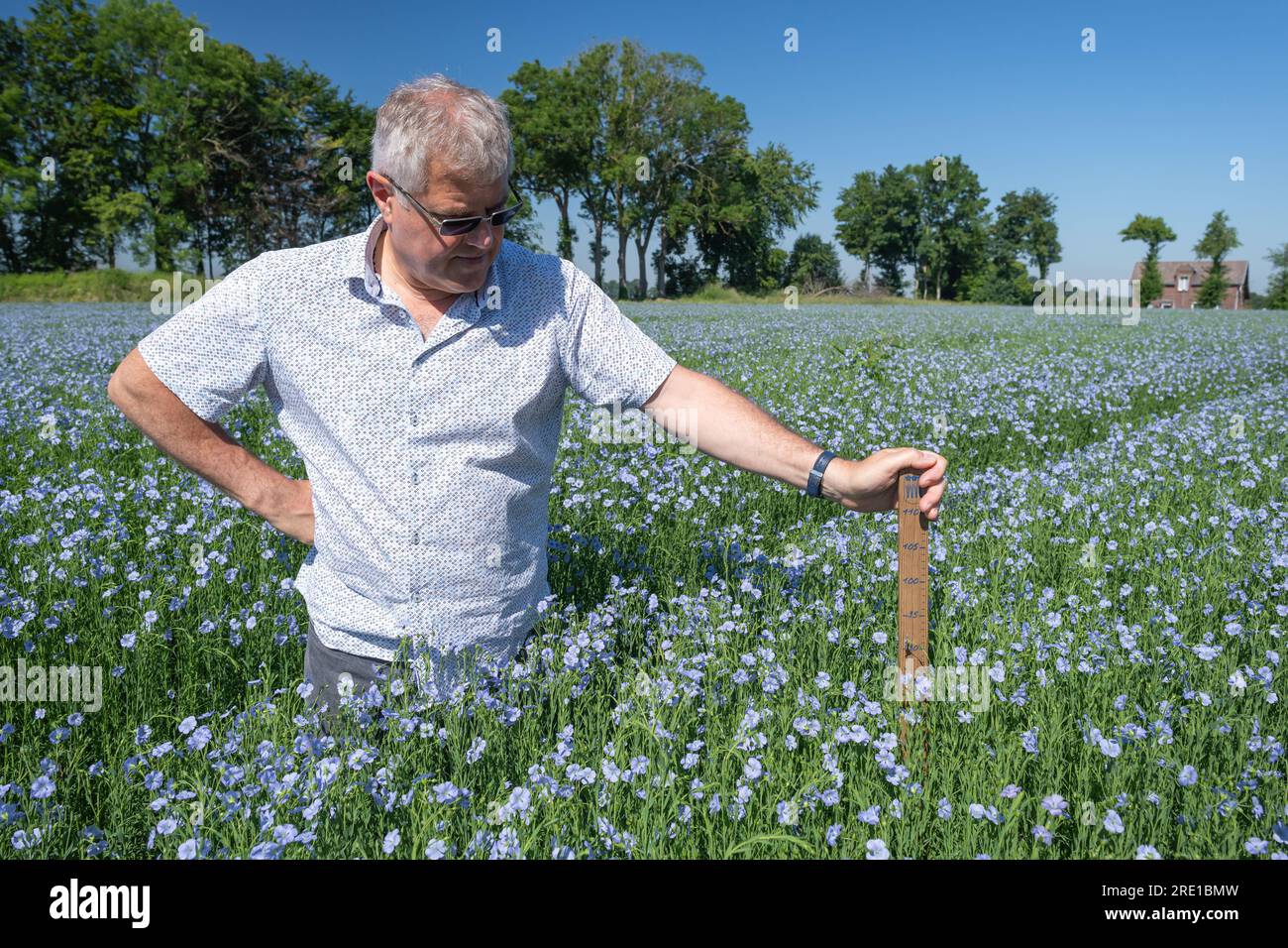 Farmer in a field measuring the height of his flowering flax, using a ...