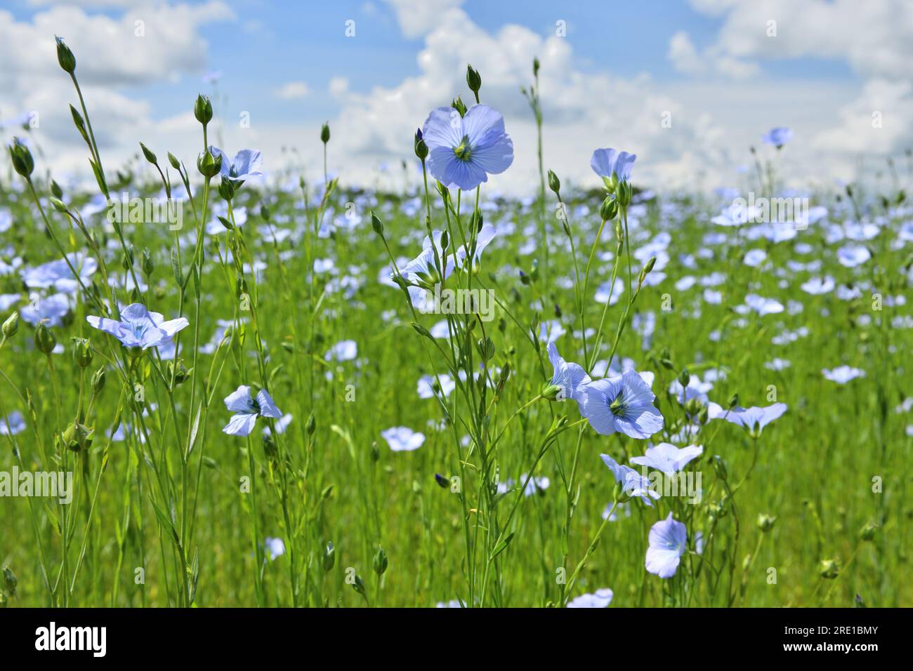 Flax growing: flax field in bloom in northern France Stock Photo - Alamy