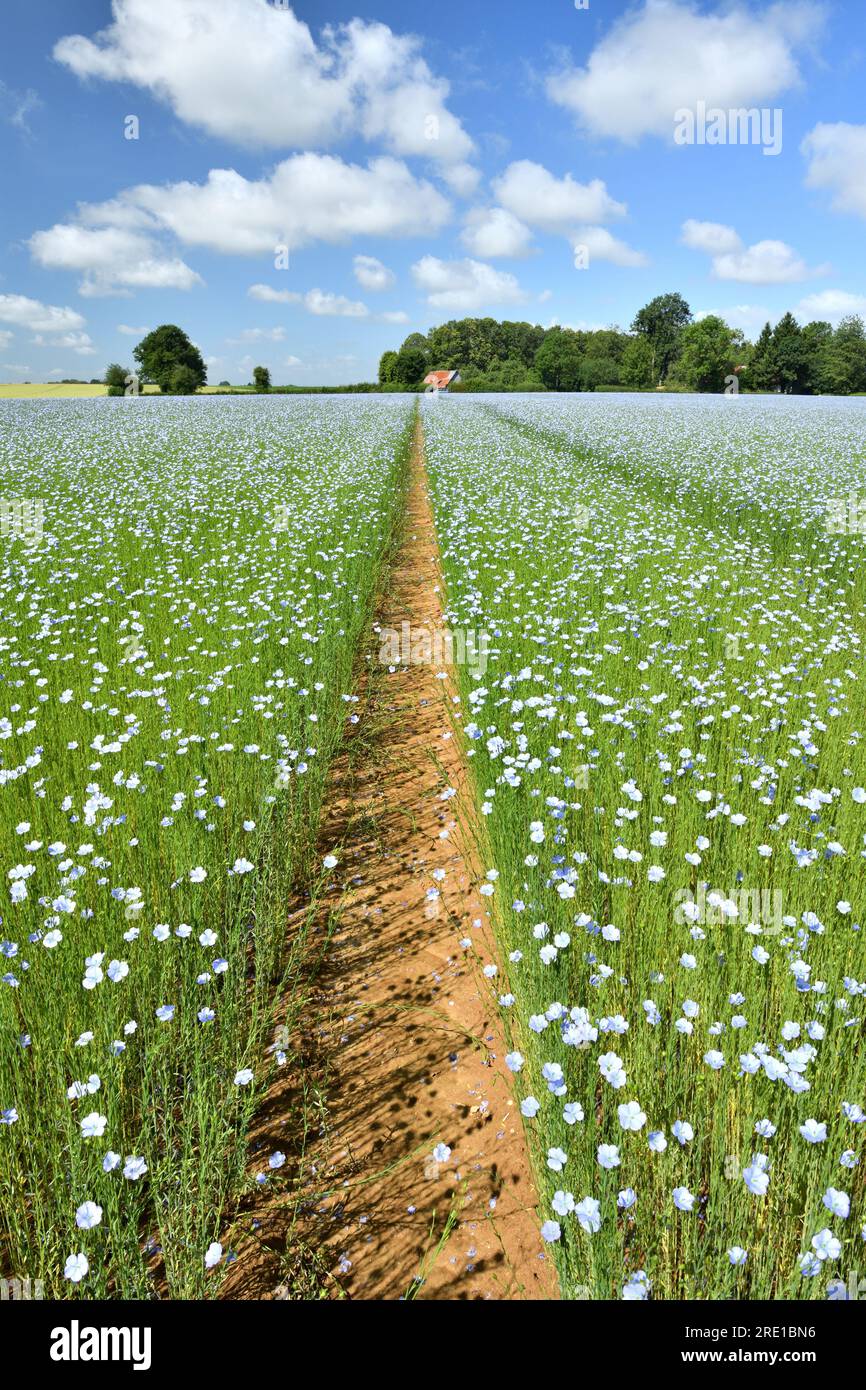 Flax field in bloom. Traces of agricultural vehicles wheels Stock Photo ...