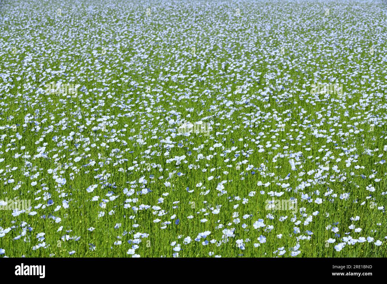 Flax growing: flax field in bloom in northern France Stock Photo - Alamy