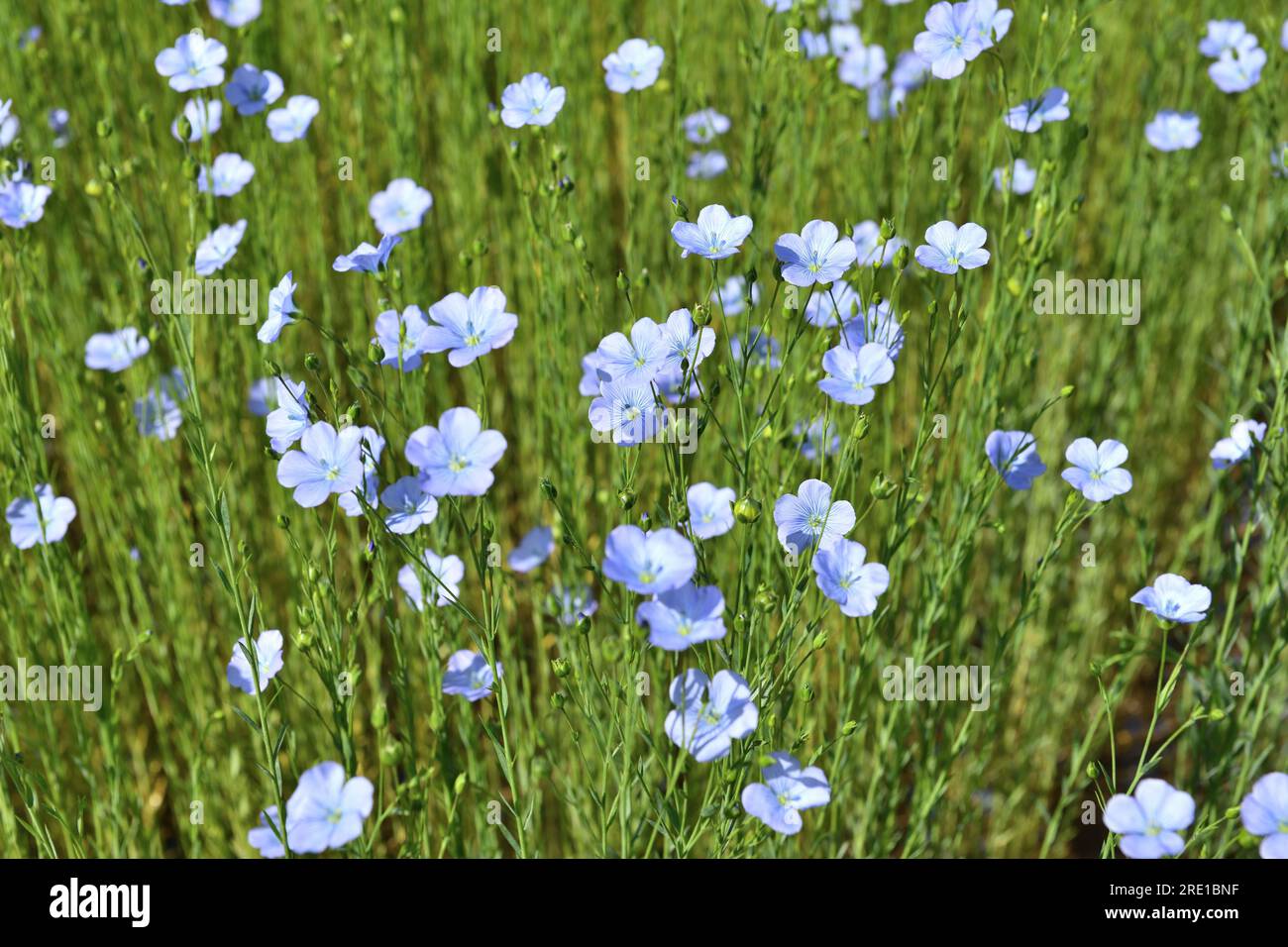 Flax growing: flax field in bloom in northern France Stock Photo - Alamy