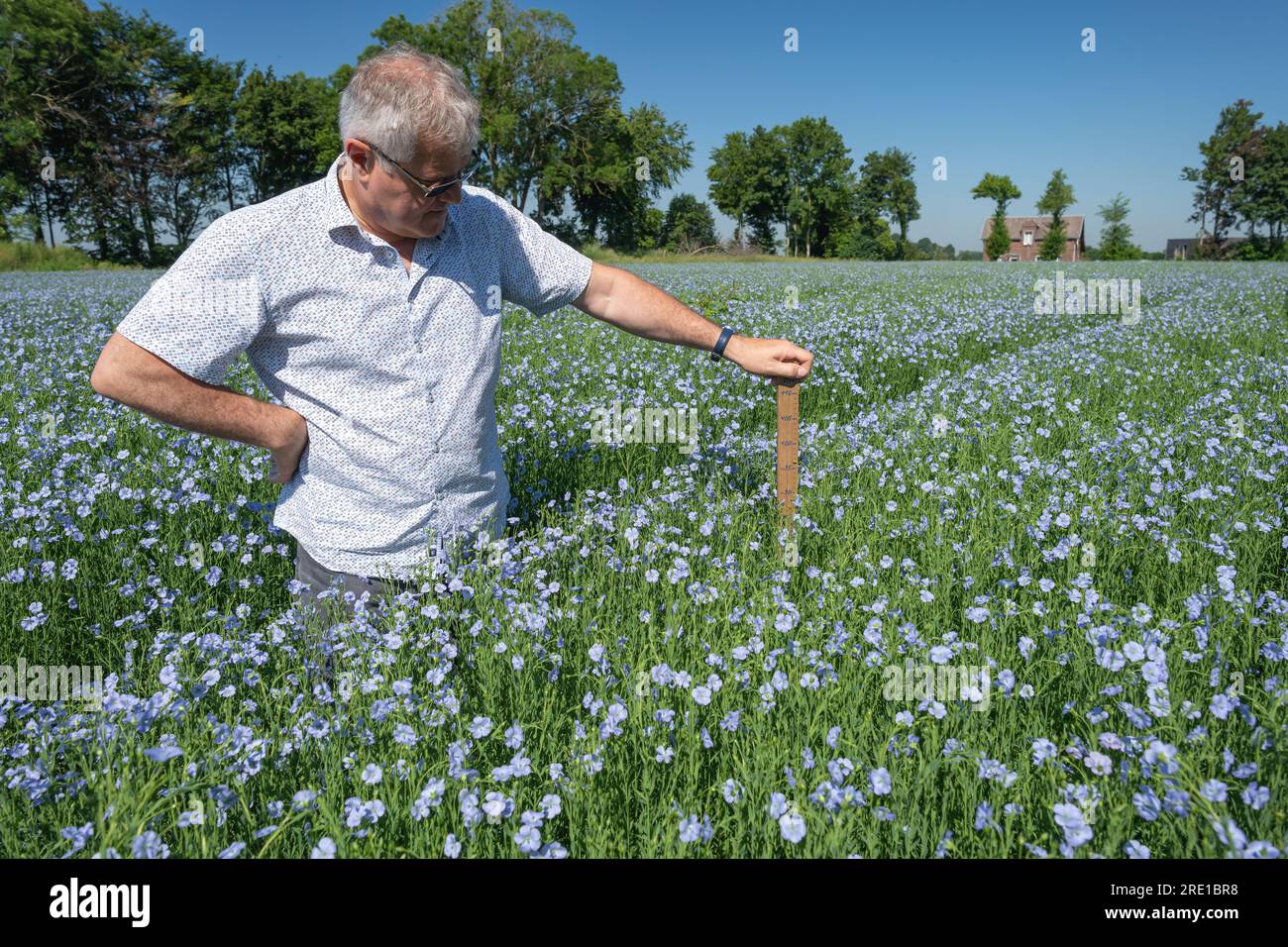 Farmer in a field measuring the height of his flowering flax, using a ...