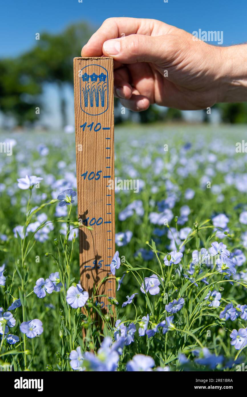 Farmer in a field measuring the height of his flowering flax, using a ...