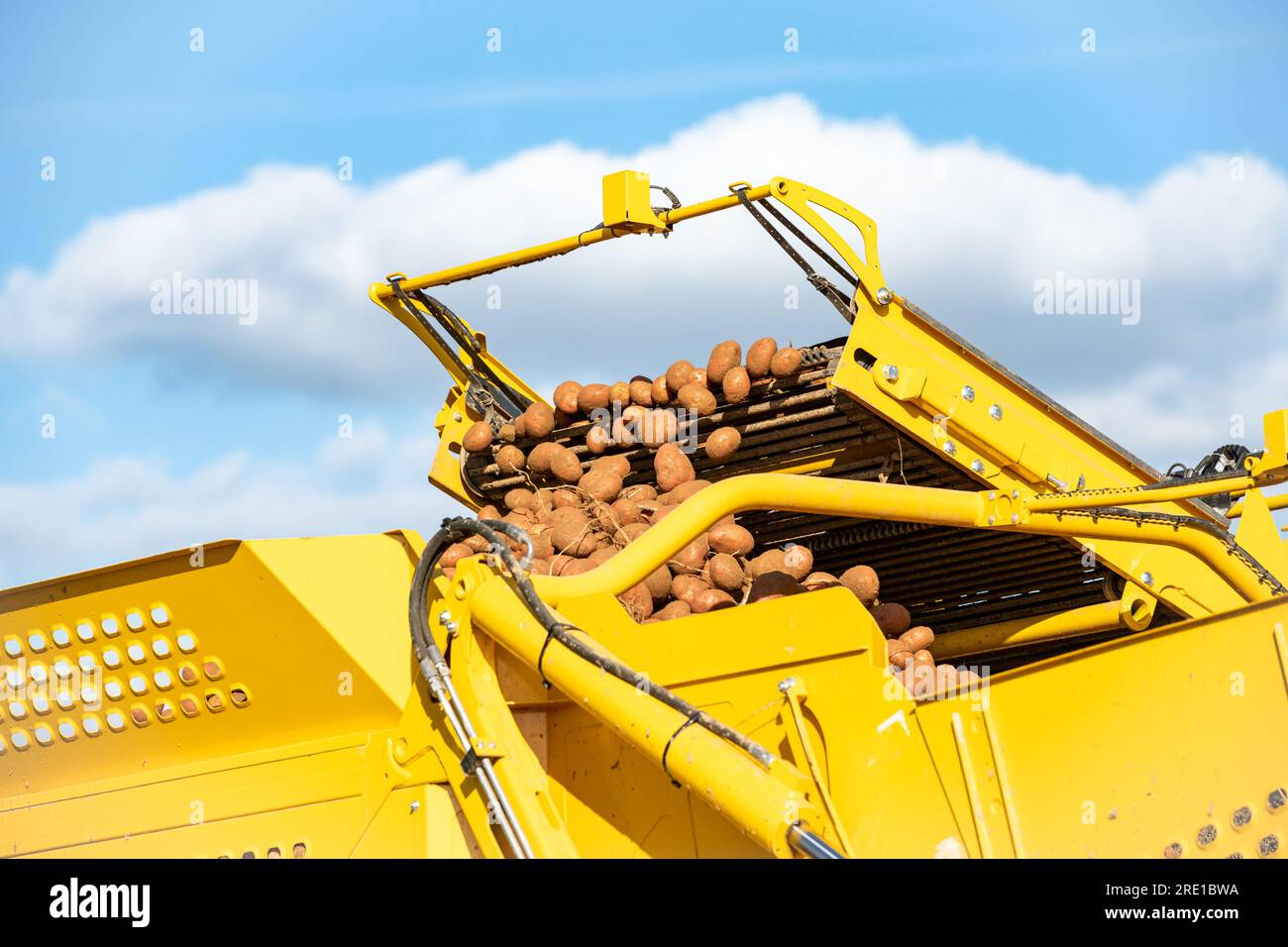 Potato harvest: digging up potatoes in the middle of field. Potato ...
