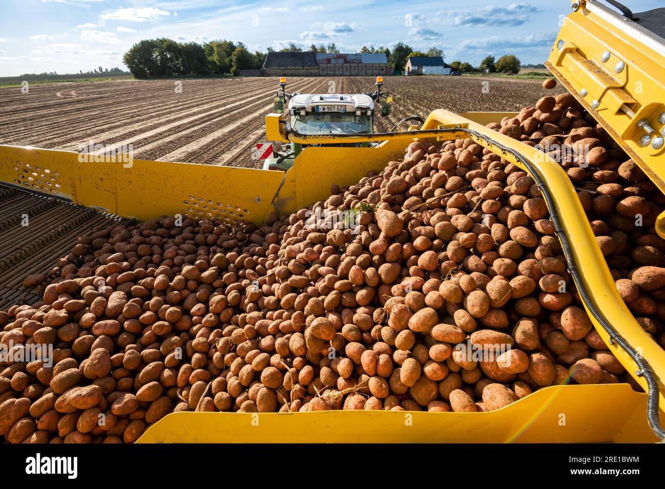 Potato harvest: digging up potatoes in the middle of field. Potato ...