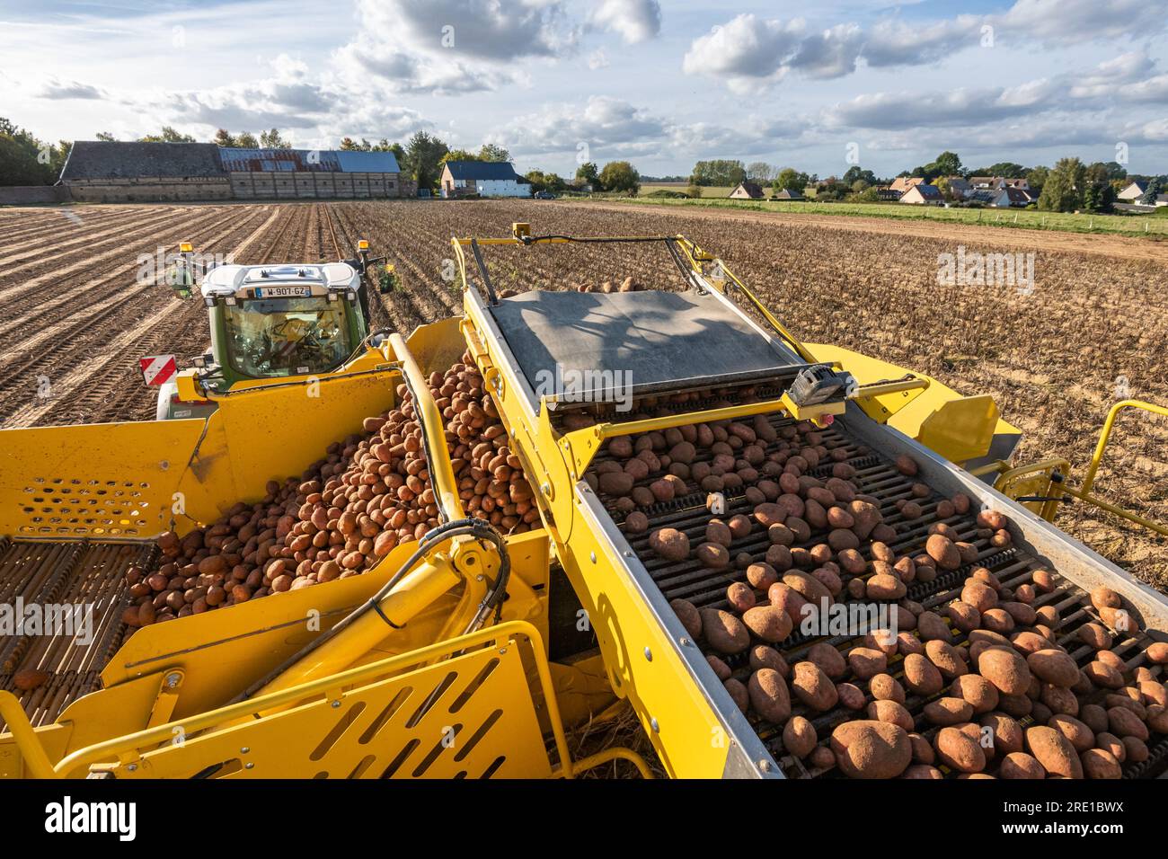 Potato harvest: digging up potatoes in the middle of field. Potato ...