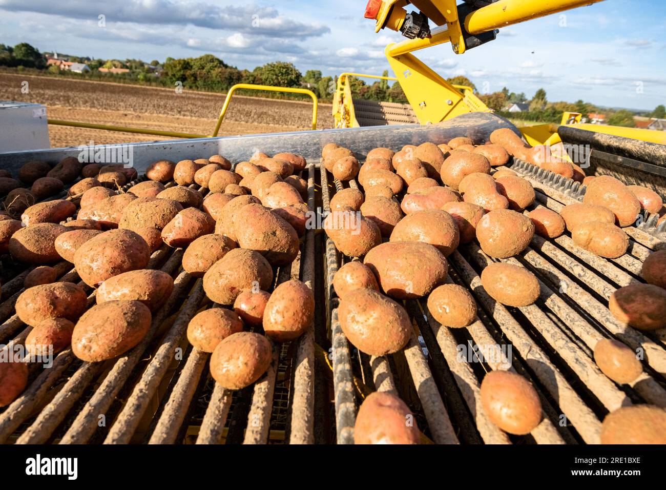 Potato harvest: digging up potatoes in the middle of field. Potato ...