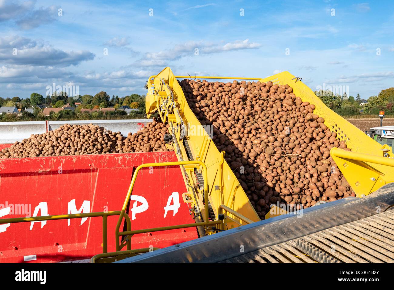 Potato harvest: digging up potatoes in the middle of field. Potato ...