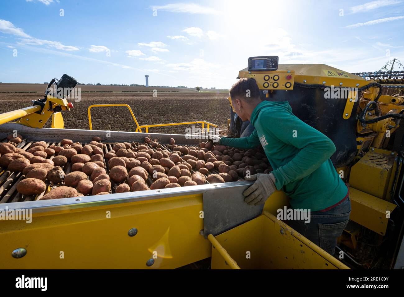 Potato harvest: digging up potatoes in the middle of field. Potato ...