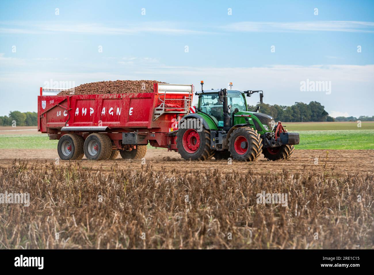 Potato harvesting on a plain. Tractor with trailer full of potatoes ...