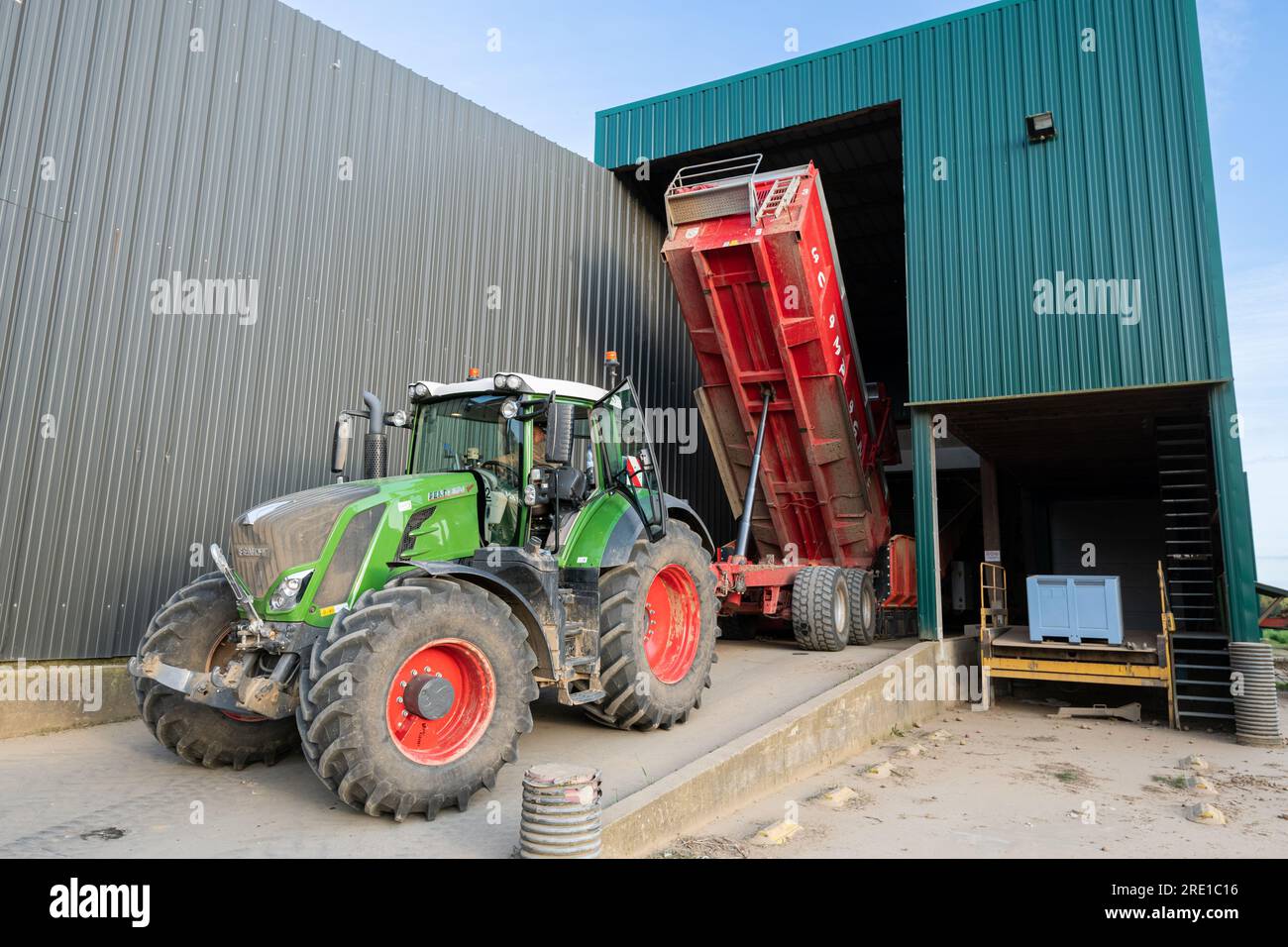 Potato harvest: unloading the crop. Manitou potatoes, tuber with ...