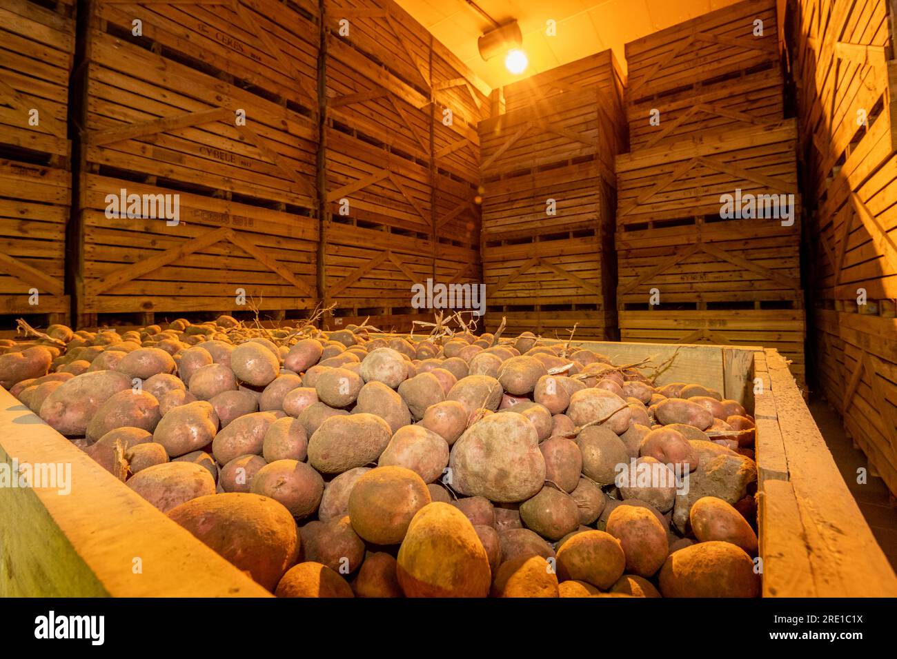Potato harvesting: Manitou potatoes, tuber with pinkish red skin. Large ...