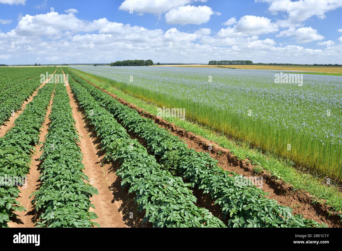 Flax field in bloom and field of potatoes separated by a grass strip ...
