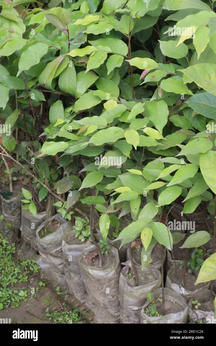 hopea odorata tree plant on farm for harvest are cash crops Stock Photo ...