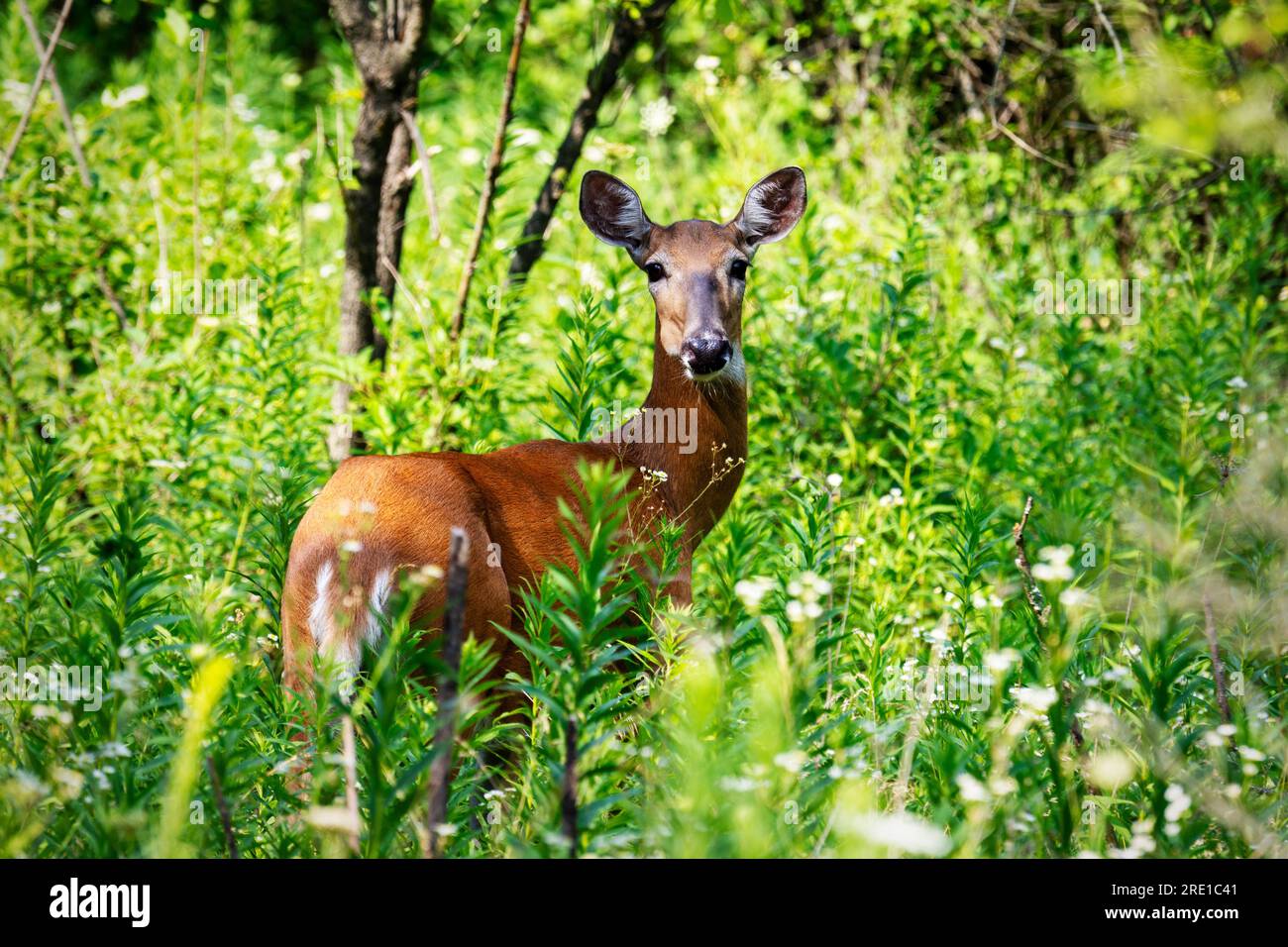 Female white tailed doe hi-res stock photography and images - Alamy