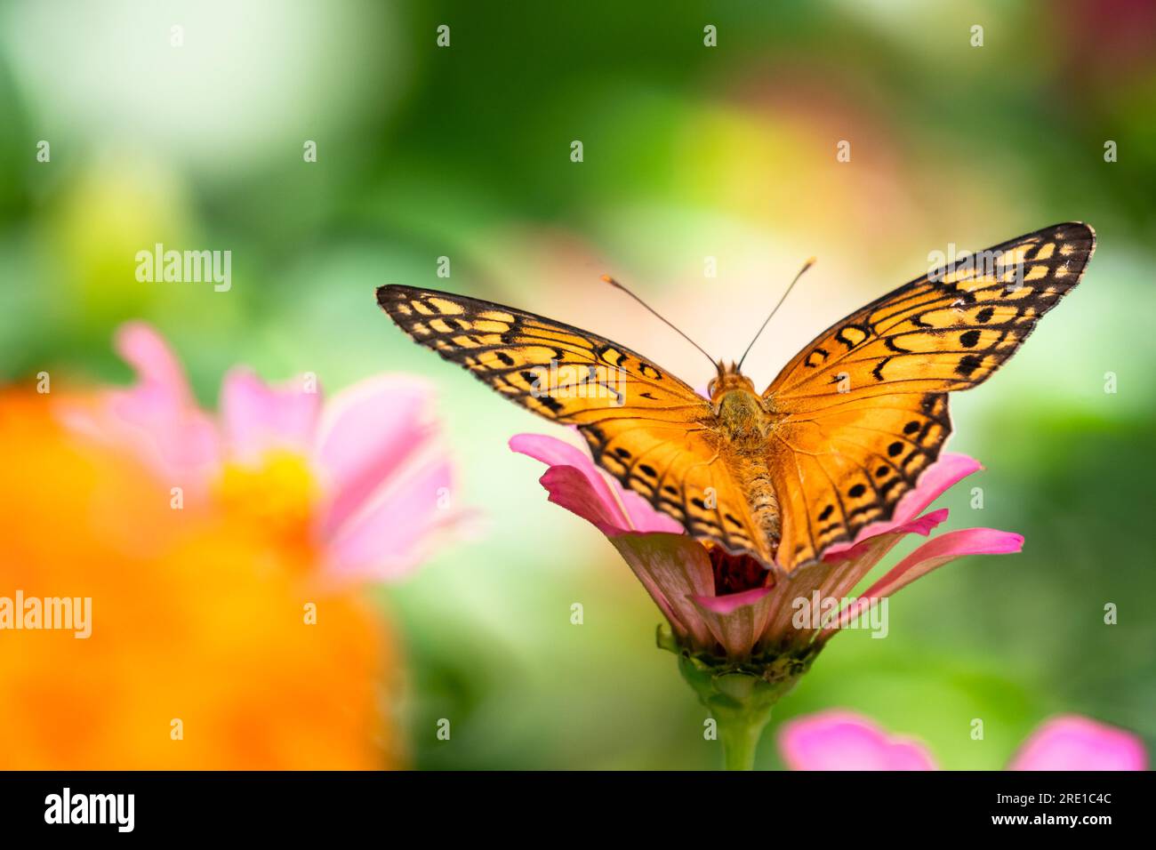 Butterflies of trinidad and tobago hi-res stock photography and images ...