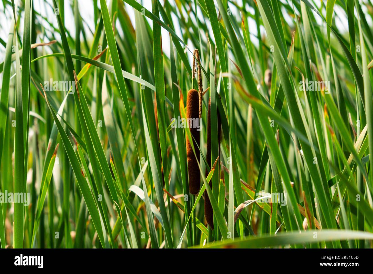 Cattails in the summer sun Stock Photo - Alamy
