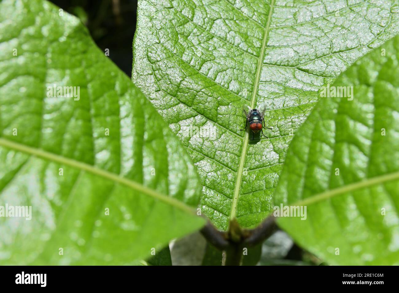 Shiny sandpaper leaf hi-res stock photography and images - Alamy