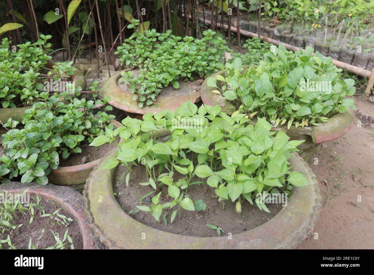 chili pepper tree farm for harvest are cash crops Stock Photo - Alamy