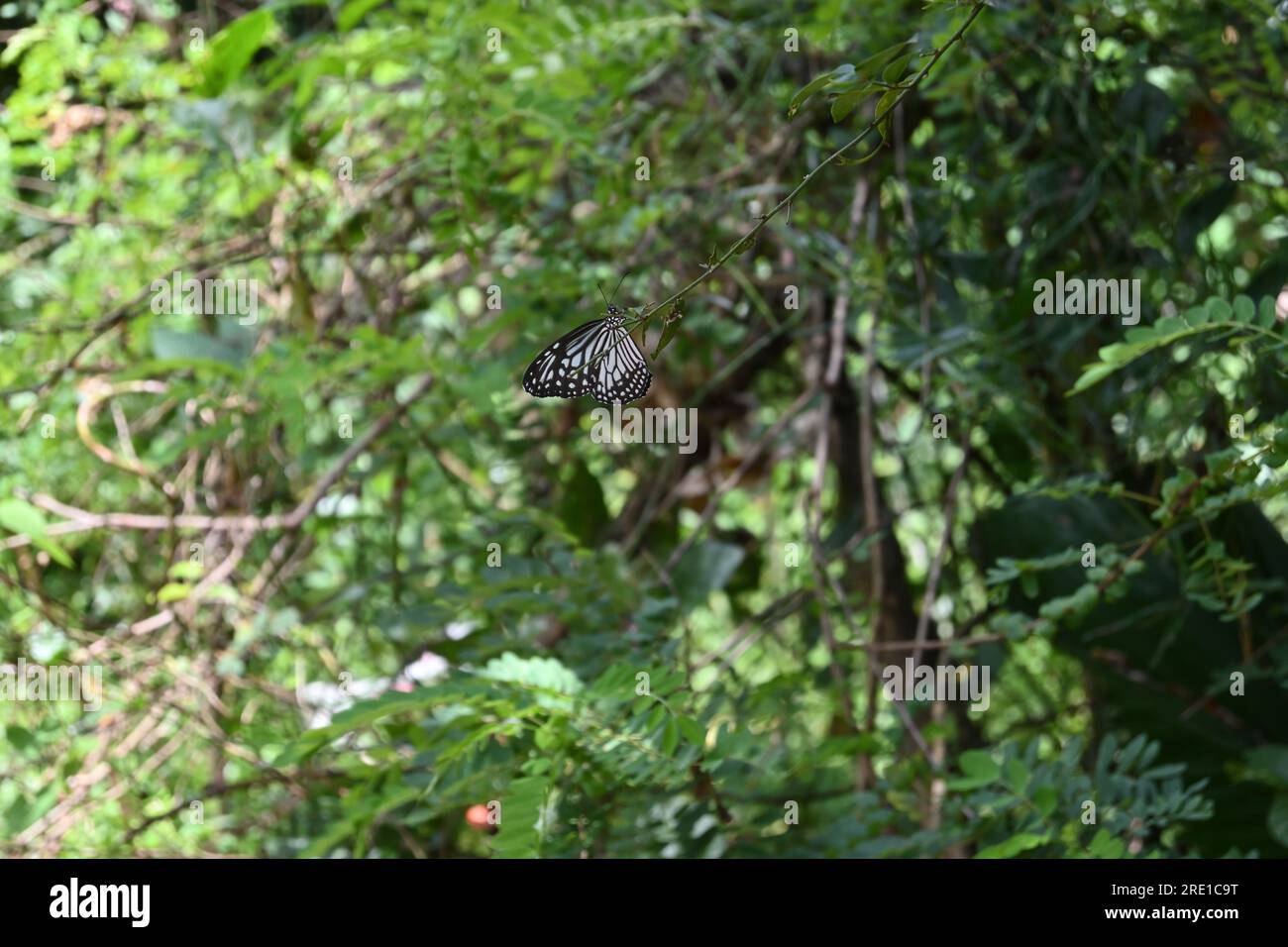 A Glassy Tiger (Parantica Aglea) butterfly resting on an end of a vine ...