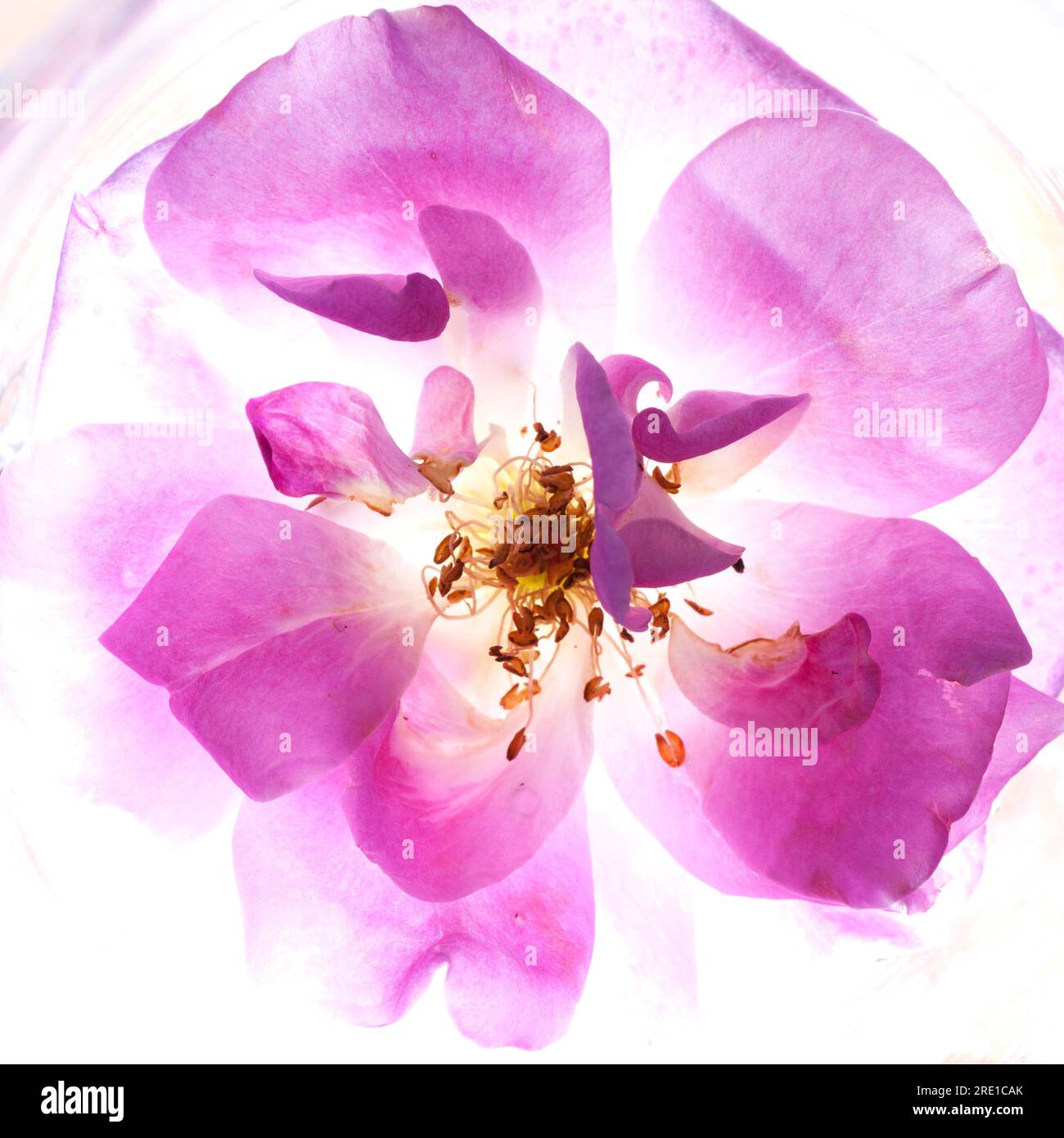 Backlit Rose in a Bowl of Water Stock Photo - Alamy