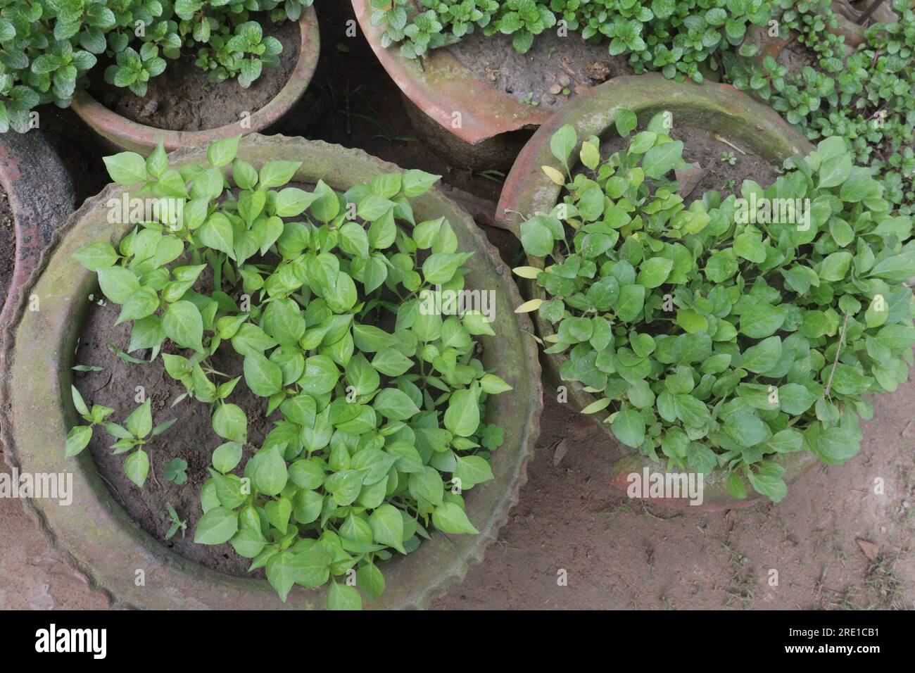 chili pepper tree farm for harvest are cash crops Stock Photo - Alamy