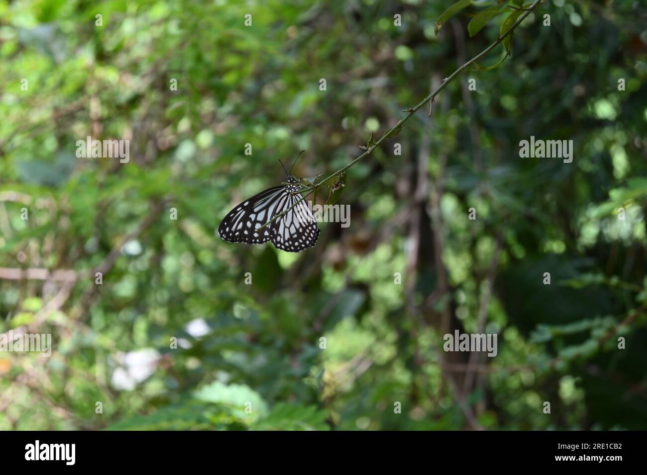 Close up ventral view of a Glassy Tiger butterfly (Parantica Aglea ...