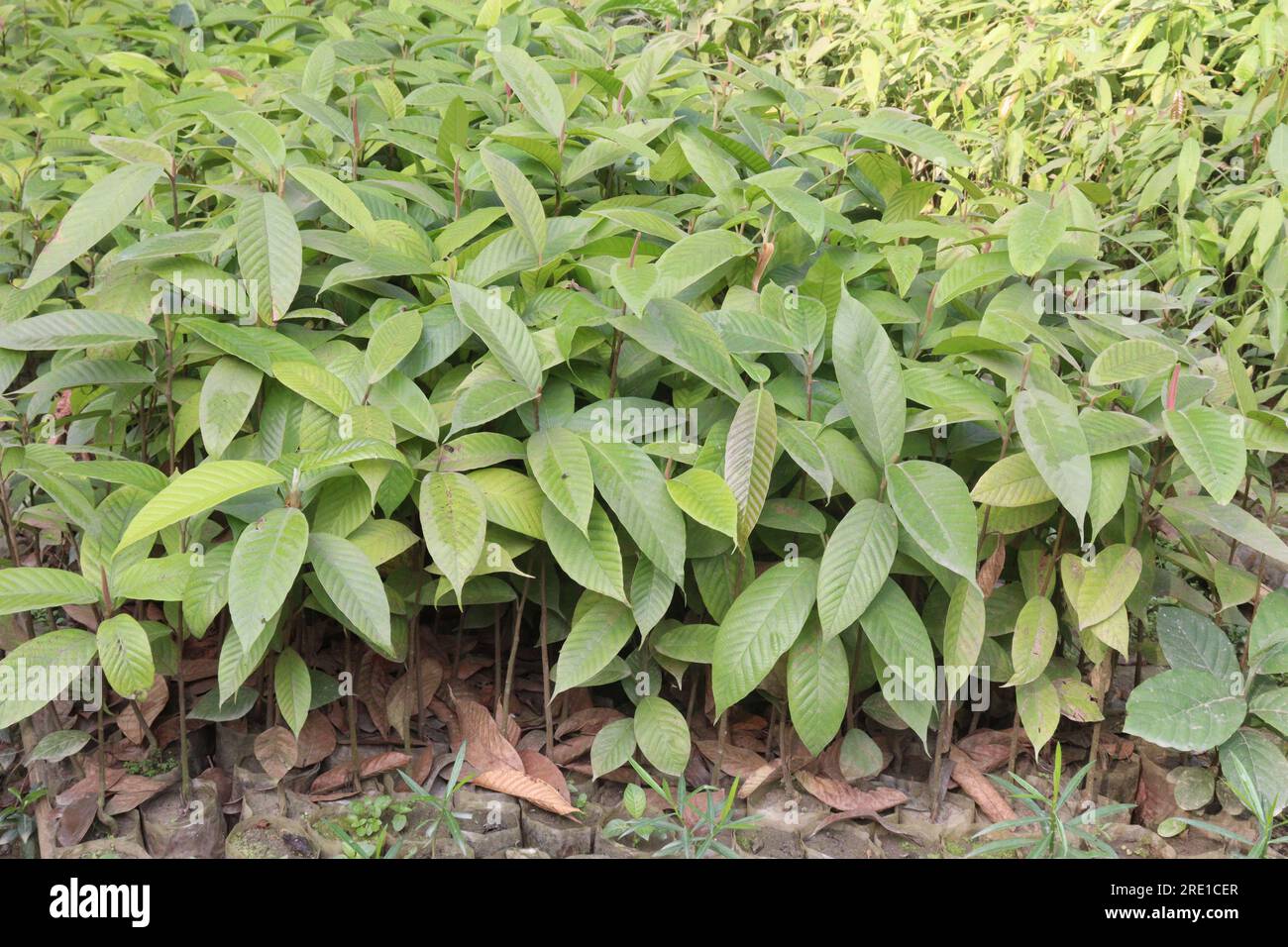 Sanju Nutmeg Jayfal tree plant on farm for harvest are cash crops Stock ...