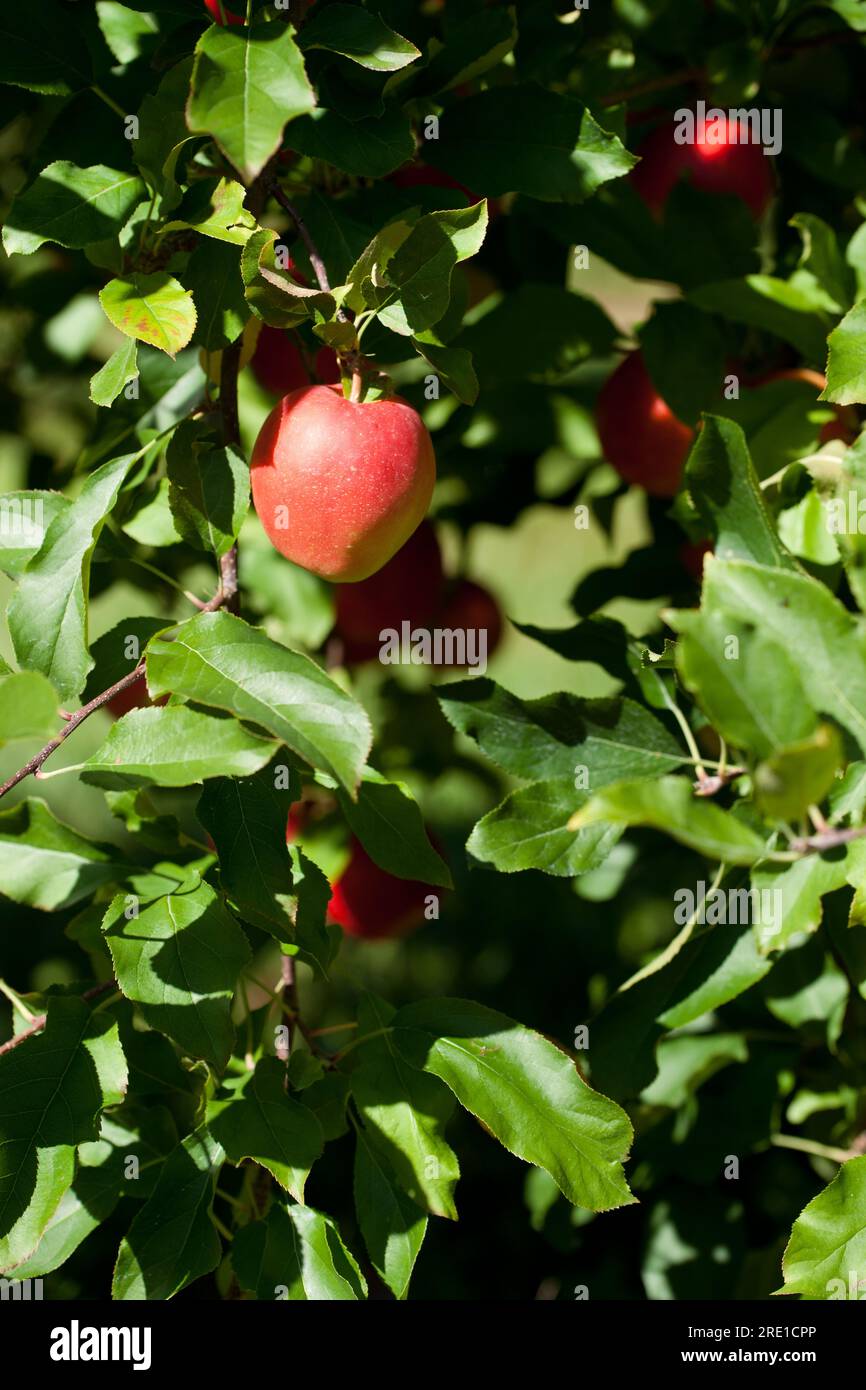 Unpicked apple hi-res stock photography and images - Alamy