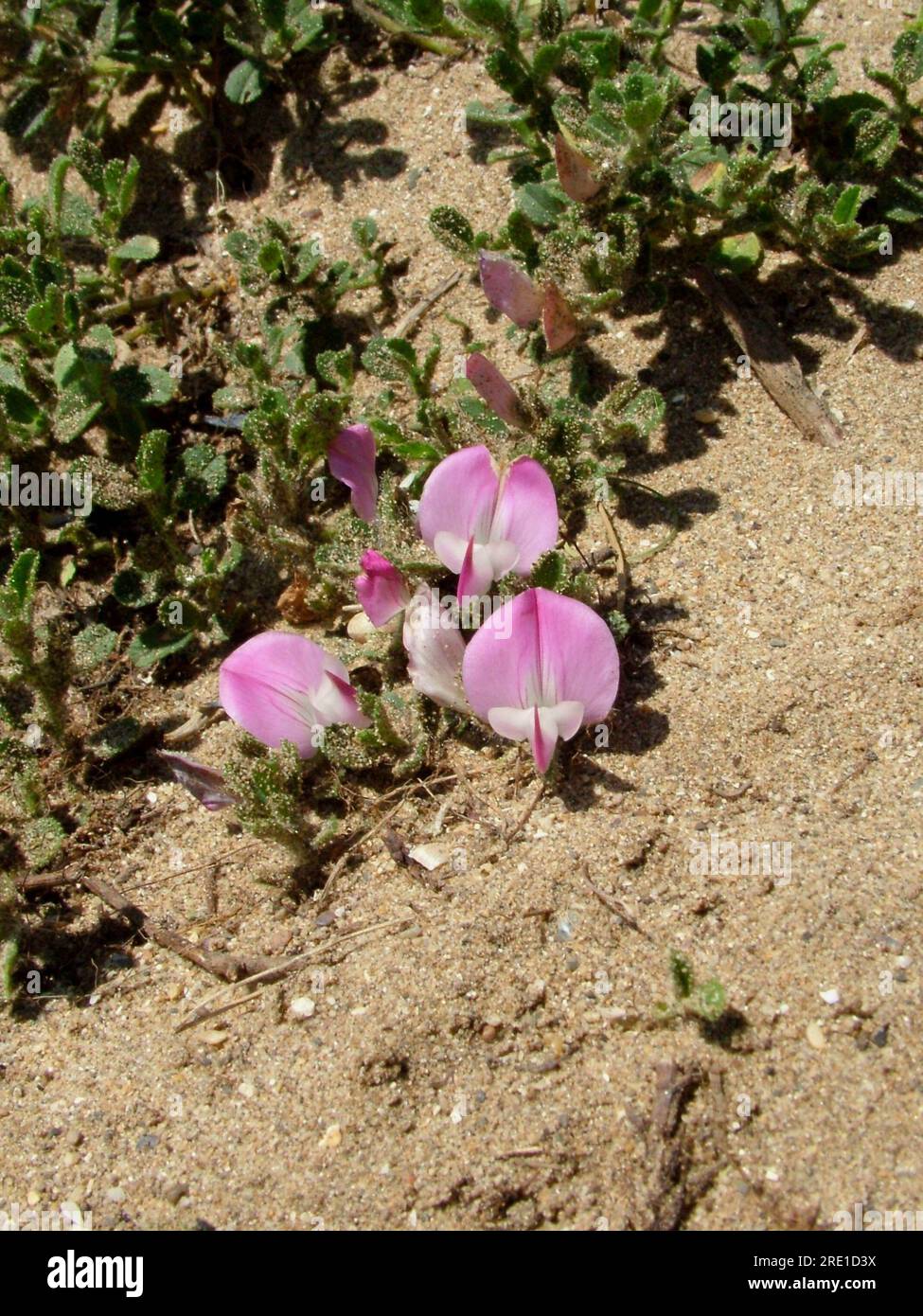 Common Restharrow (Ononis repens),rough Grassland and sand Dunes,summer ...