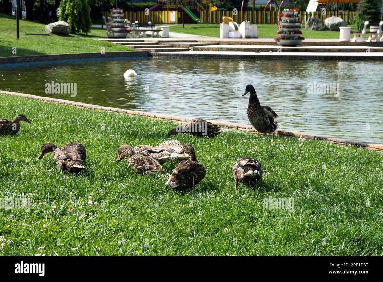 Duckling waddling in the grass hi-res stock photography and images - Alamy