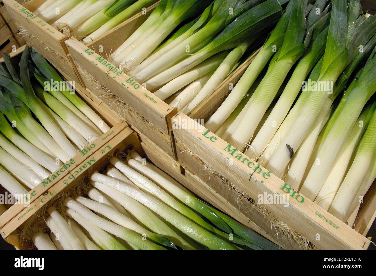 Organic truck farming: packaging of organic leeks, label AB, for ...