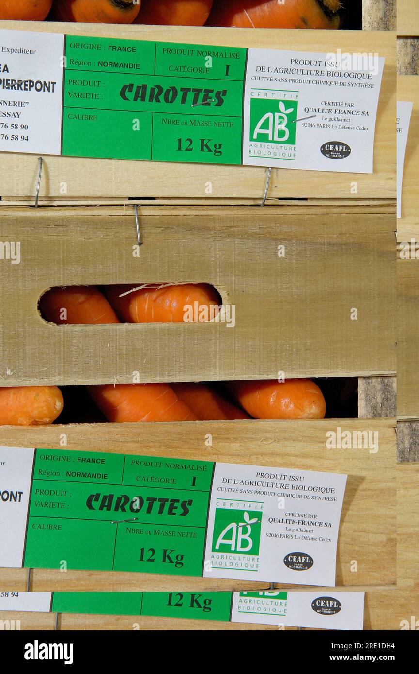 Organic truck farming: labeling crates of organic carrots, AB label ...