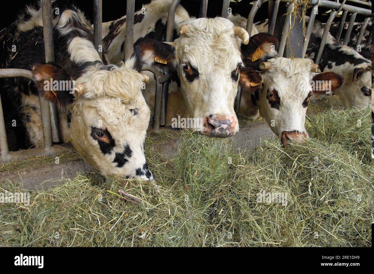 Organic farming: dairy farm. Normande cows Stock Photo - Alamy