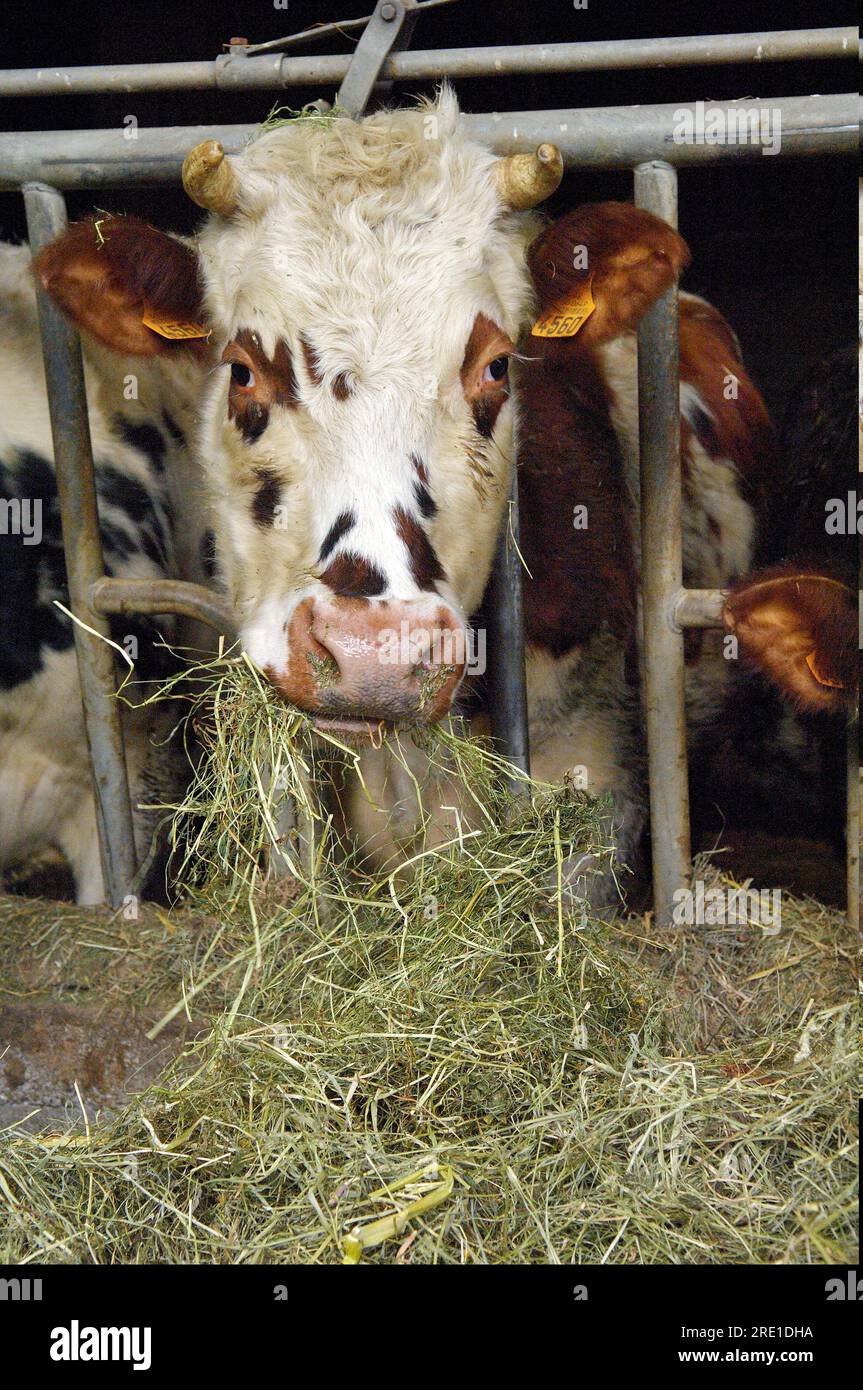 Organic farming: dairy farm. Normande cows Stock Photo - Alamy