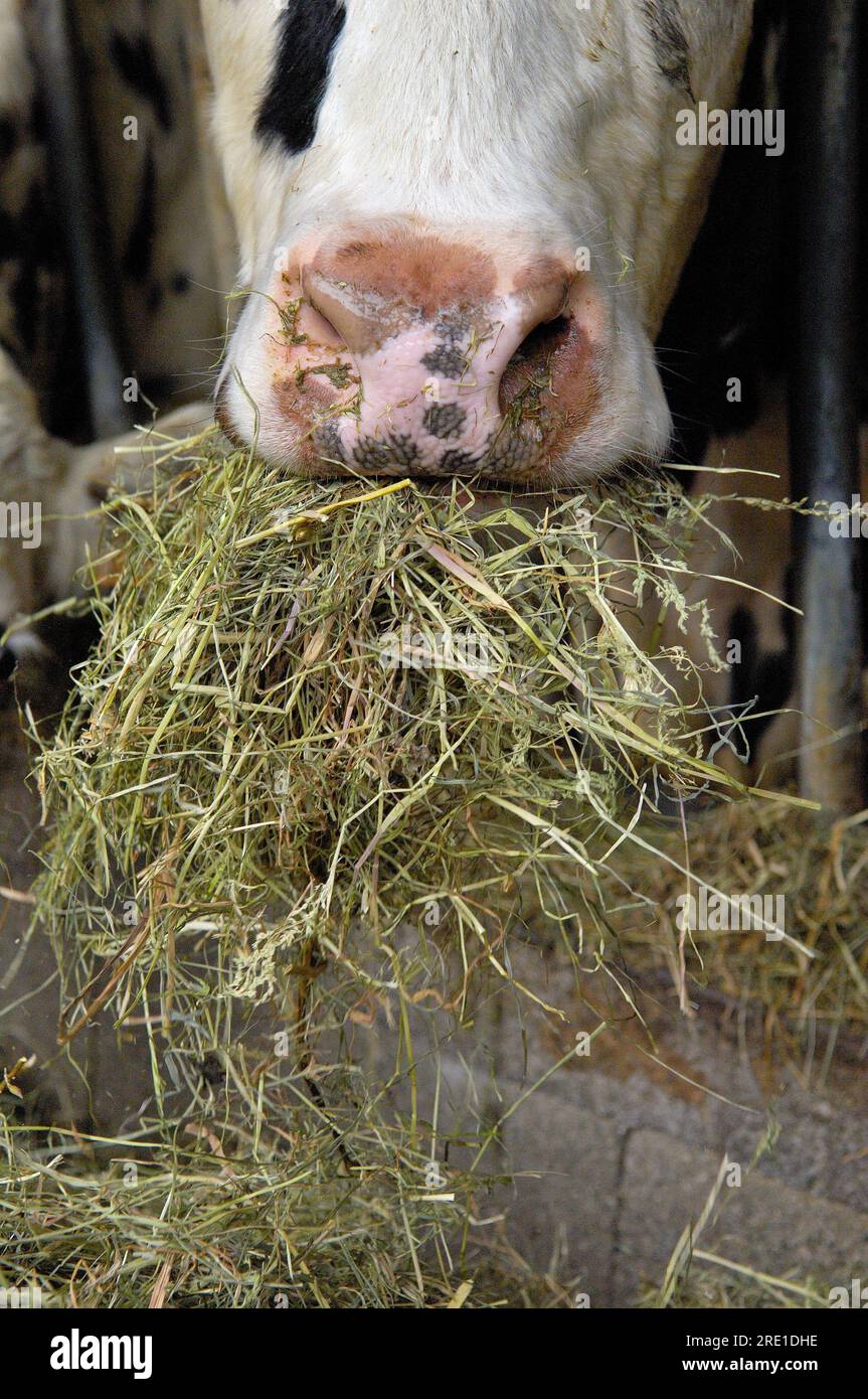 Organic farming: dairy farm. Normande cows Stock Photo - Alamy