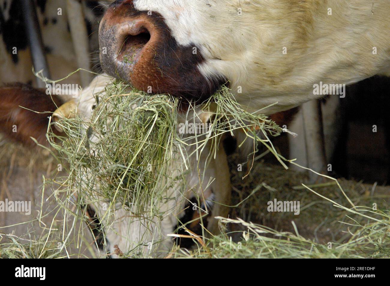 Organic farming: dairy farm. Normande cows Stock Photo - Alamy